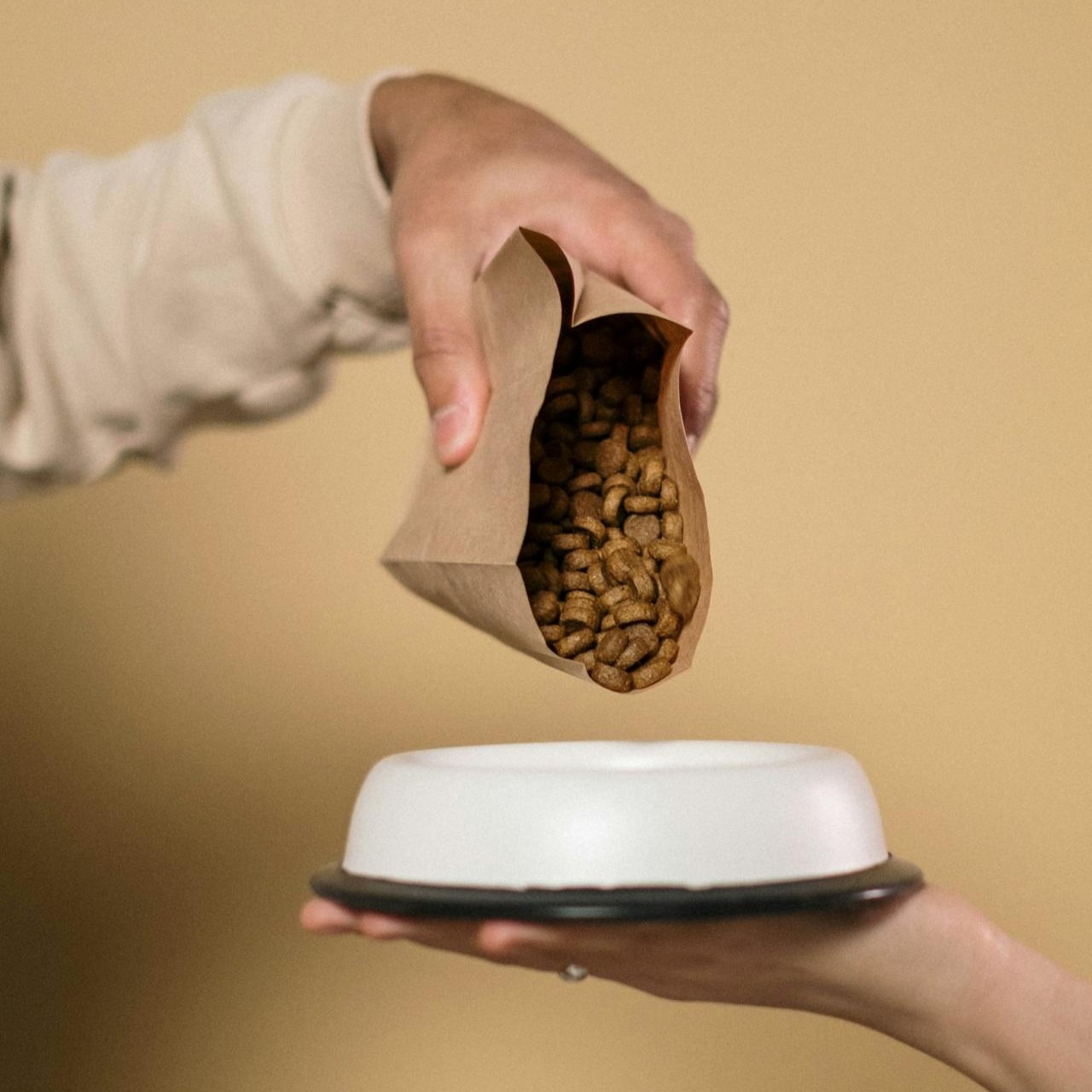 Deluxe Paw Plan - A Paw's Plan